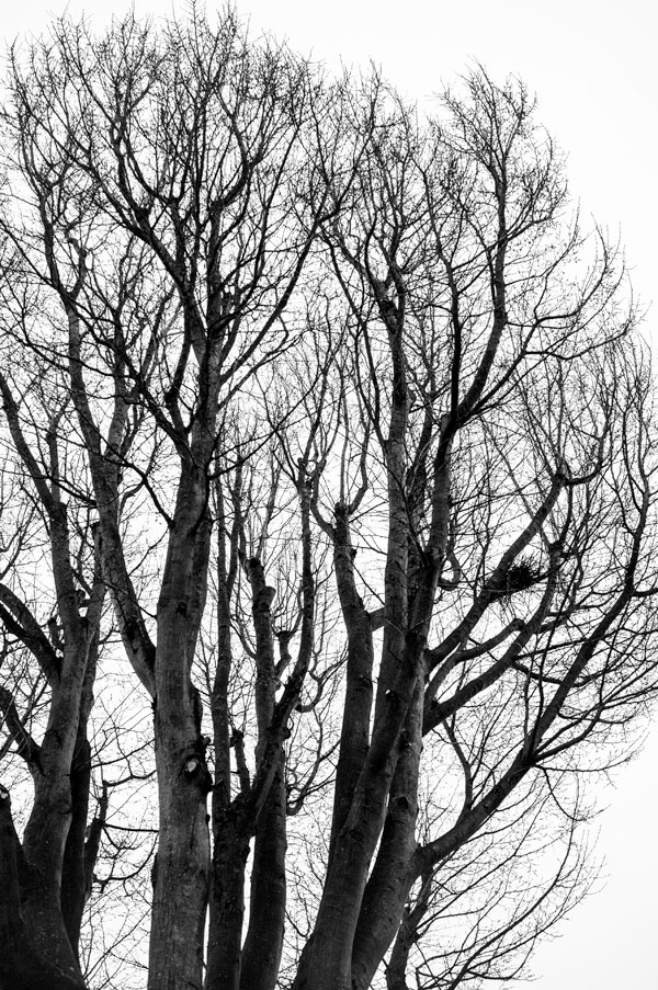 Naked Trees – Kumi Terada illustrations